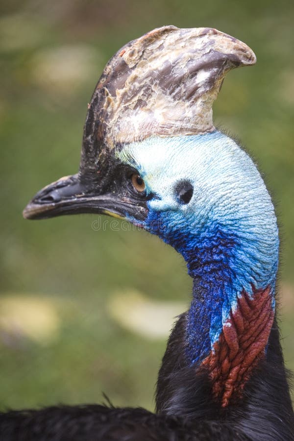 Cassowary stock image. Image of flightless, cassowary - 11164613