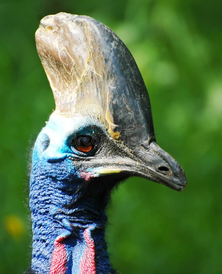 Exotic bird stock image. Image of feather, nature, face - 10819777