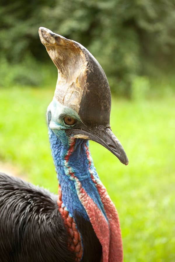 Cassowary Stock Images - Image: 14817604