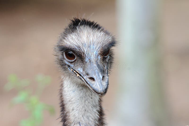 Cute Baby Ostrich stock photo. Image of wilderness, young - 17022892