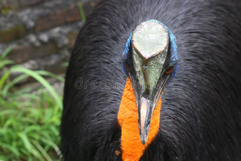 Cassowary stock image. Image of birds, beautiful, cassowary - 121631245