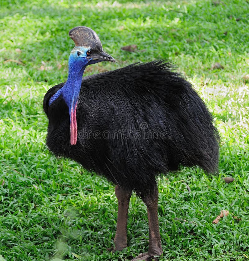 Cassowary Bird stock photo. Image of crest, black, feather - 13789854