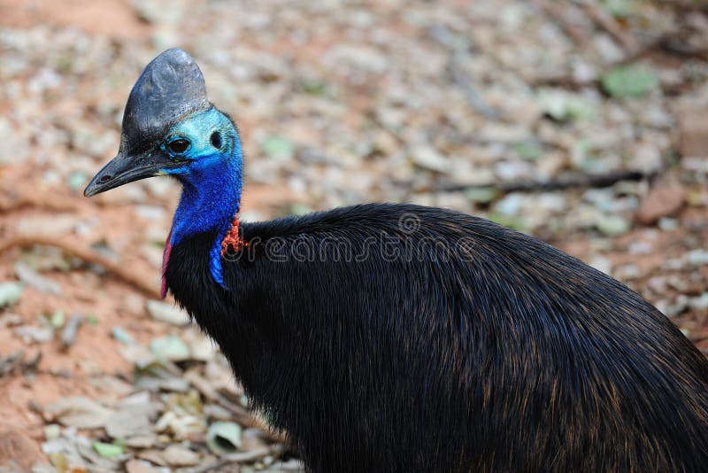 Australian Flightless Bird, the Cassowary Stock Image - Image of ...