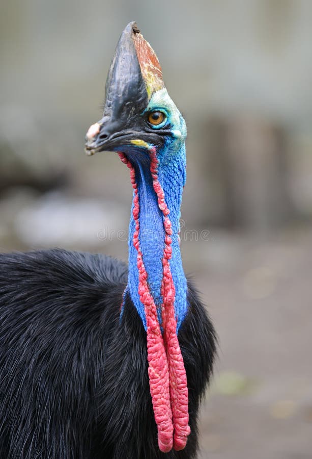 Cassowary bird stock photo. Image of cassowary, oshanter - 41577376
