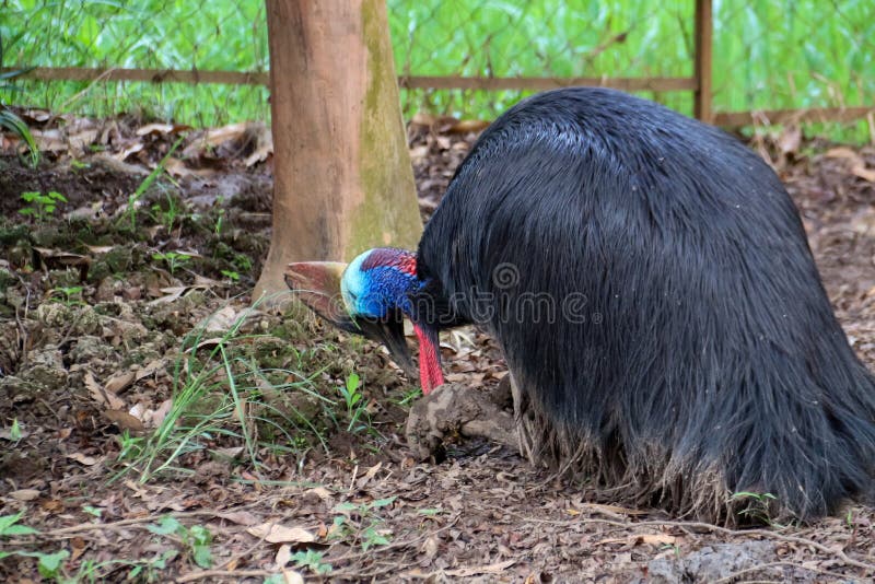 Cassowary Bird with the Latin Name Casuarius in a Zoo Cage Stock Photo ...