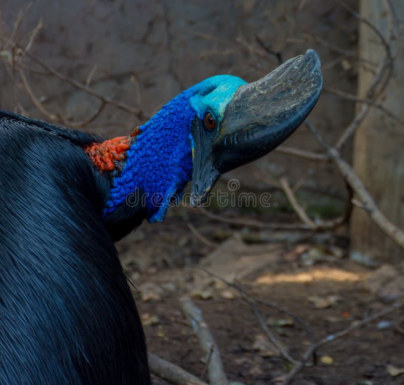 Cassowary bird. stock image. Image of bird, wild, portrait - 92802237