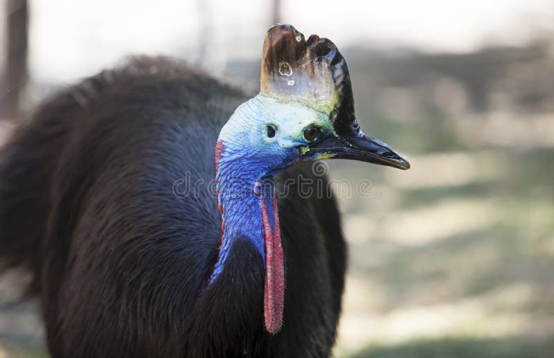 Cassowary stock photo. Image of endangered, wild, flightless - 57830980