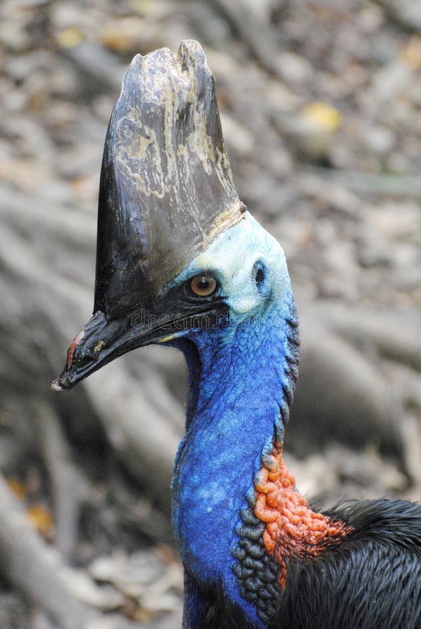 Cassowary stock image. Image of hunter, animals, wild - 35601757