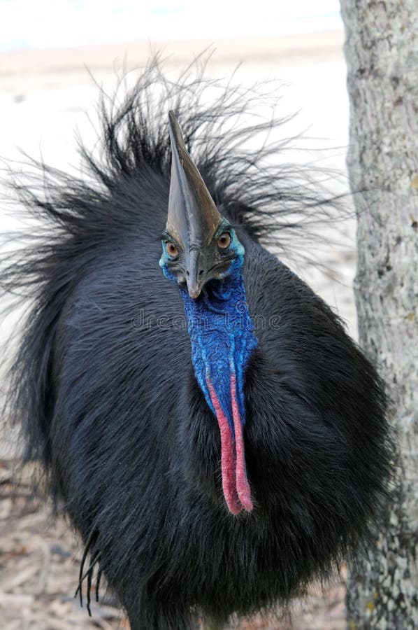 The Dwarf Cassowary Casuarius Bennetti, Also Known As Bennett`s ...
