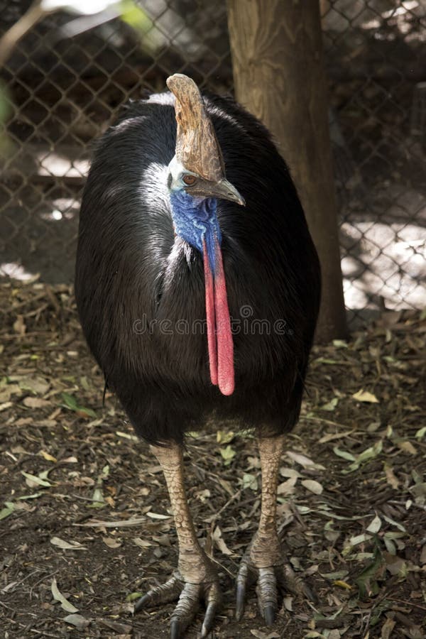 Cassowary stock image. Image of long, lump, black, wattled - 98295727