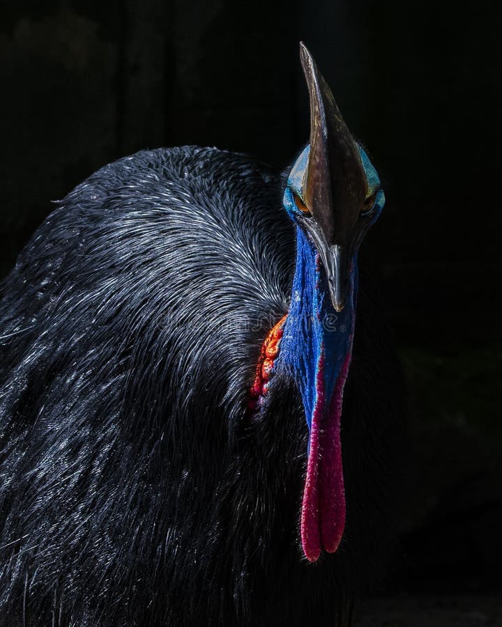 The Cassowary stock photo. Image of drawing, head, bird - 258484596