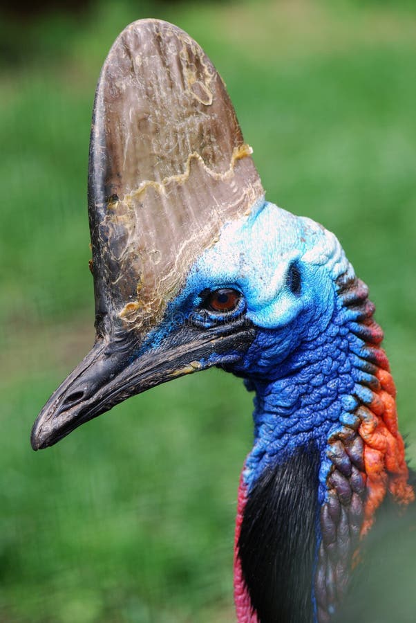 1,820 Cassowary Stock Photos - Free & Royalty-Free Stock Photos from ...