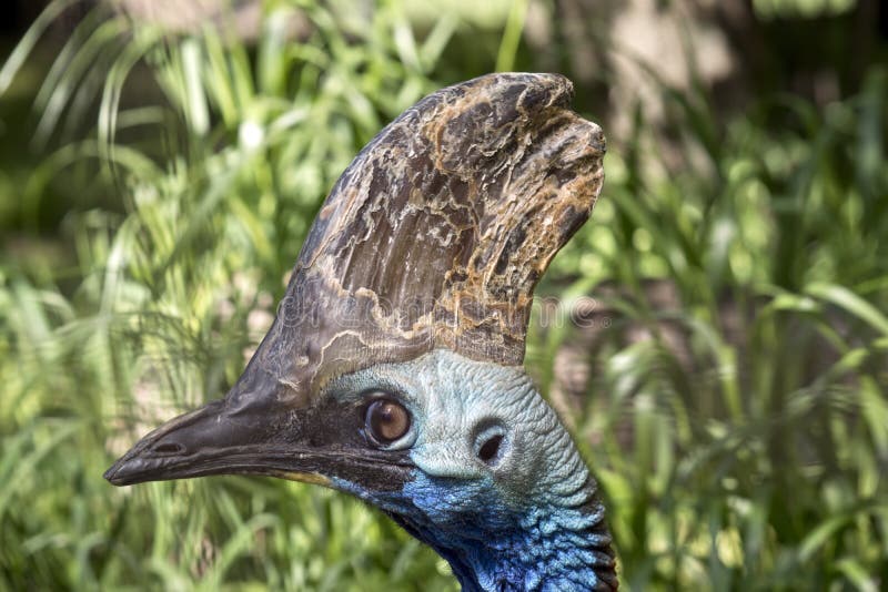 Cassowary close up stock photo. Image of bird, long - 129700670