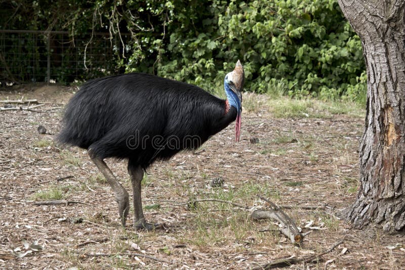 Cassowary side view stock photo. Image of cassowary - 135201586