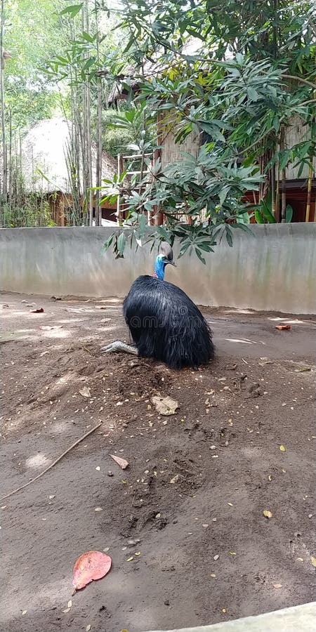 Cassowary Sitting Turn Its Head Stock Photo - Image of cassowary ...