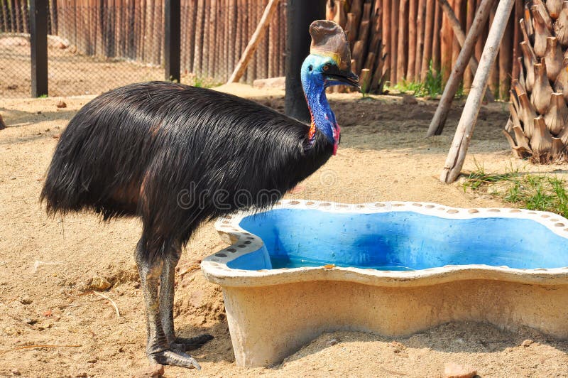 Cassowary, Very Large Flightless Bird Stock Photo - Image of creature ...