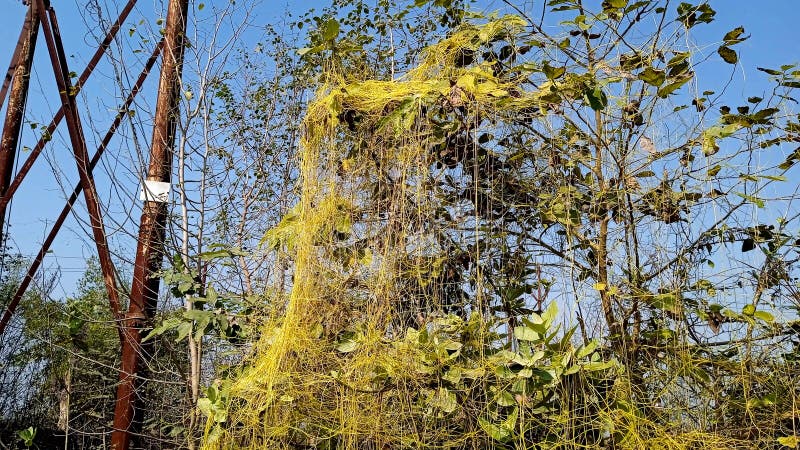 Cassytha Filiformis Amar Bail Ballari Akash Bail Close Up Stock Photo ...