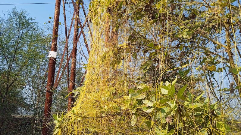 Cassytha Filiformis Amar Bail Ballari Akash Bail Close Up Stock Photo ...