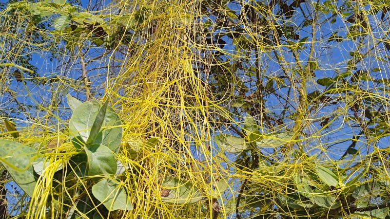 Cassytha Filiformis Amar Bail Ballari Akash Bail Close Up Stock Photo ...