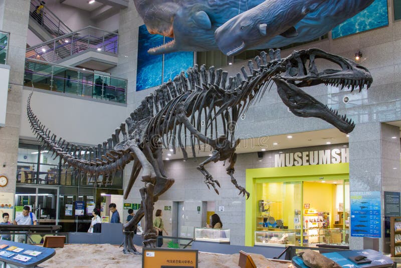 The Cast of Acrocanthosaurus Atokensis Fossil Editorial Stock Photo ... The Cast of Acrocanthosaurus Atokensis Fossil Editorial Stock Photo ...