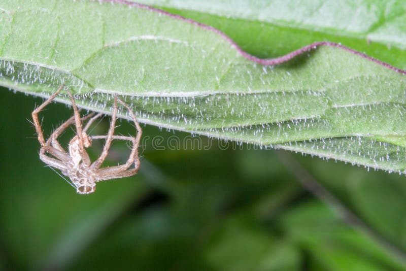 Cast-off spider shell stock photo. Image of close, spider - 40686440