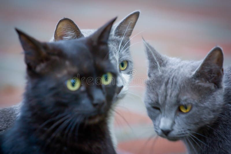 Cast with Orange Eyes Close-up Stock Image - Image of funny, yellow ...