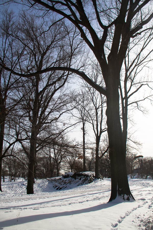 Cast Shadow of Tree on Snow Stock Image - Image of snow, tree: 131036739