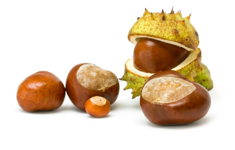 Castagna fotografia stock. Immagine di nave, flora, noci - 16710798