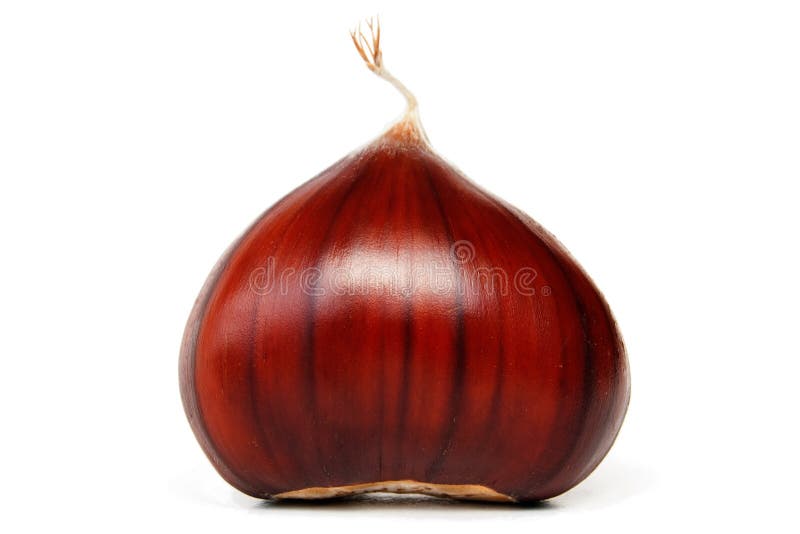Castagna fotografia stock. Immagine di nave, commestibile - 23737784