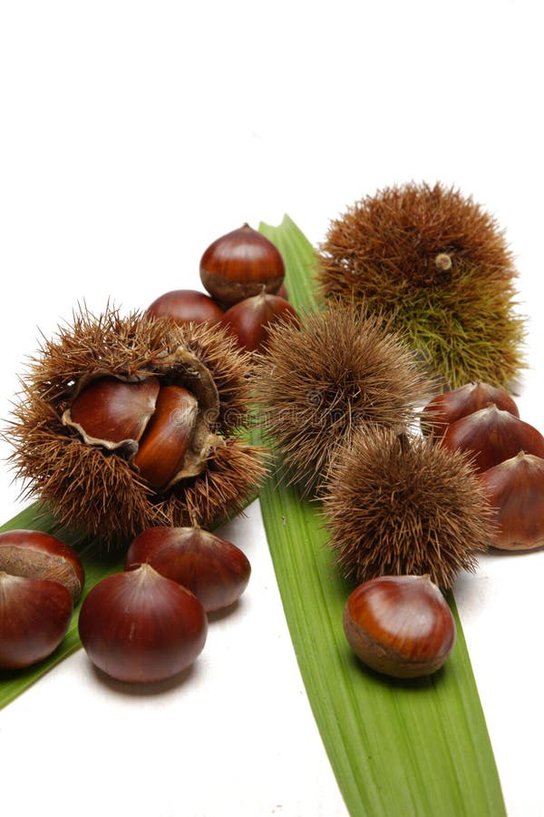 Castagna fotografia stock. Immagine di duro, alimentazione - 44216382