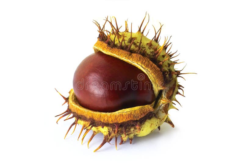 Castagna appena nata immagine stock. Immagine di pieno - 272927