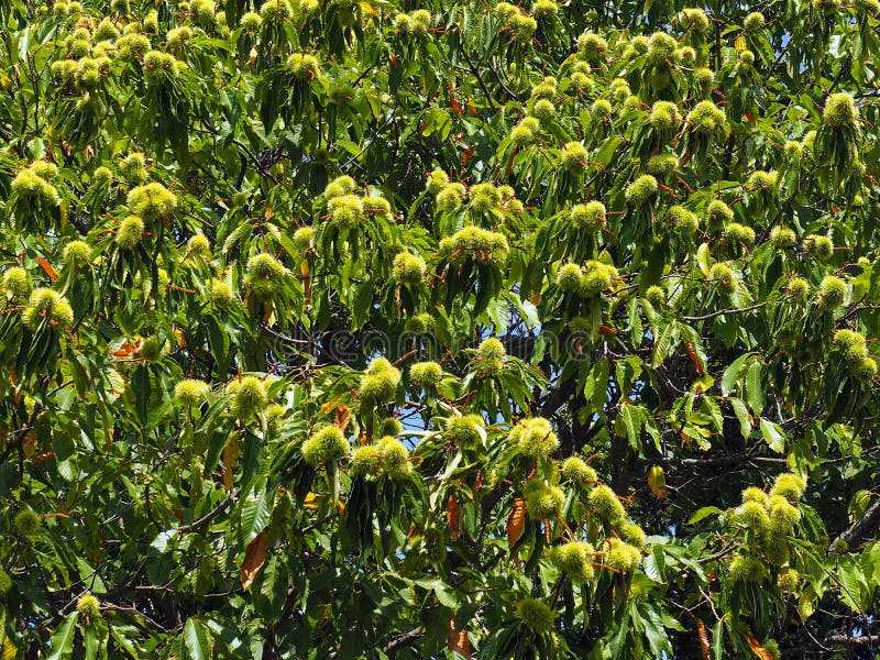Castagne Di Maturazione Sull'albero Immagine Stock - Immagine di ...