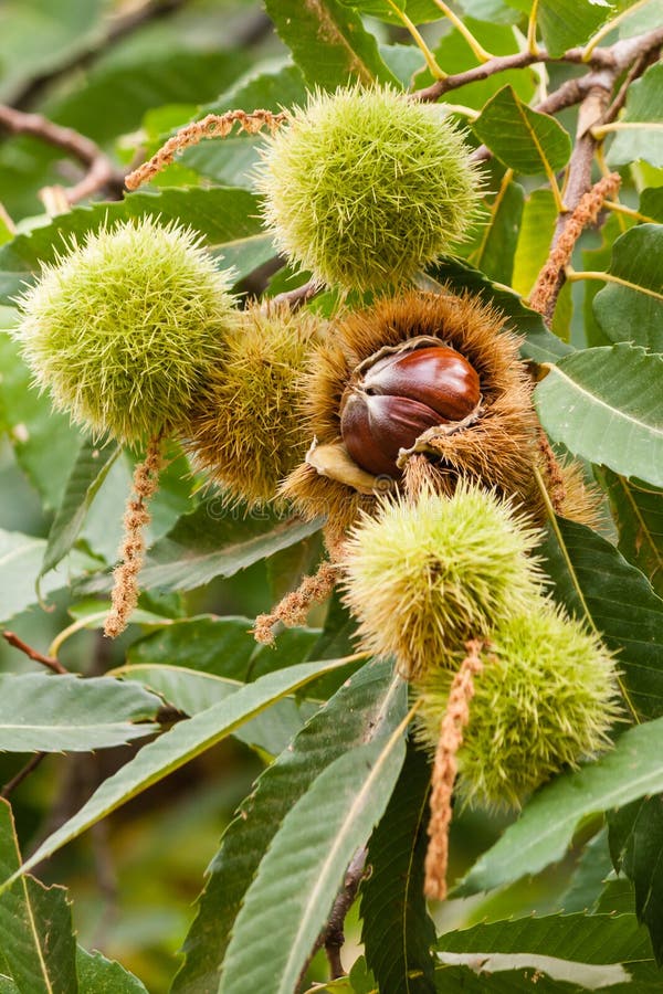 Albero Di Castagna Con Le Castagne in Bucce Immagine Stock - Immagine ...