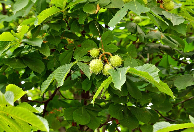 Castagne Sul Ramo Di Albero Fotografia Stock - Immagine di cavallo ...