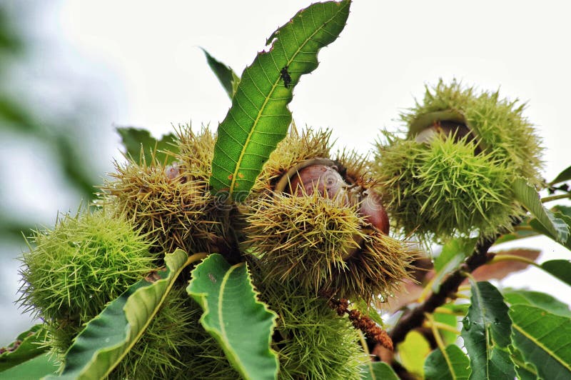 Castagne, ramo di ricci e immagine stock. Immagine di noci - 79369495
