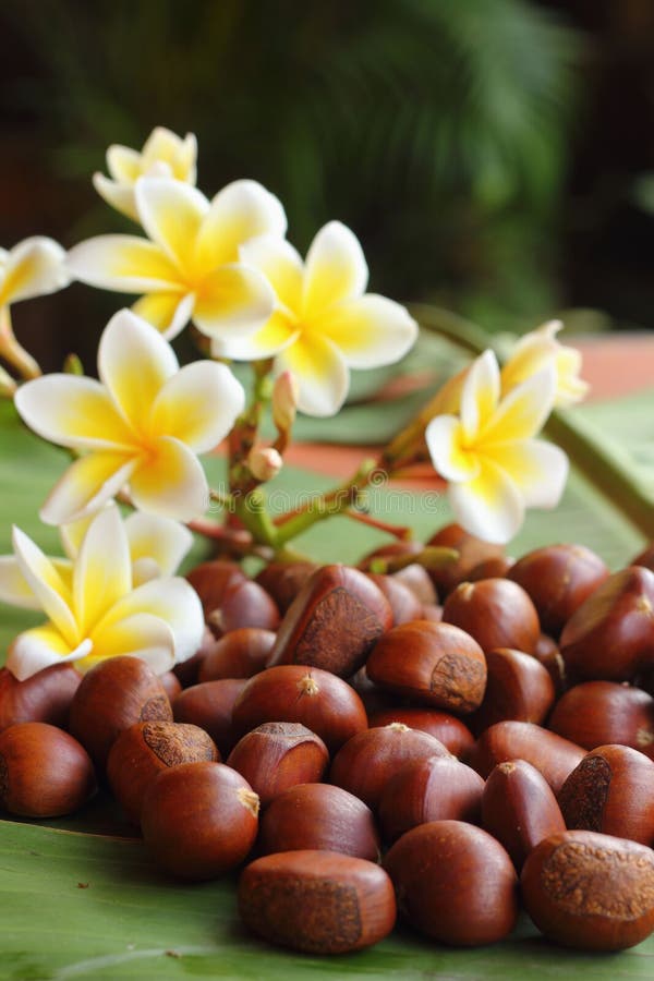 Castanea stock image. Image of heap, sativa, open, brown - 28656689