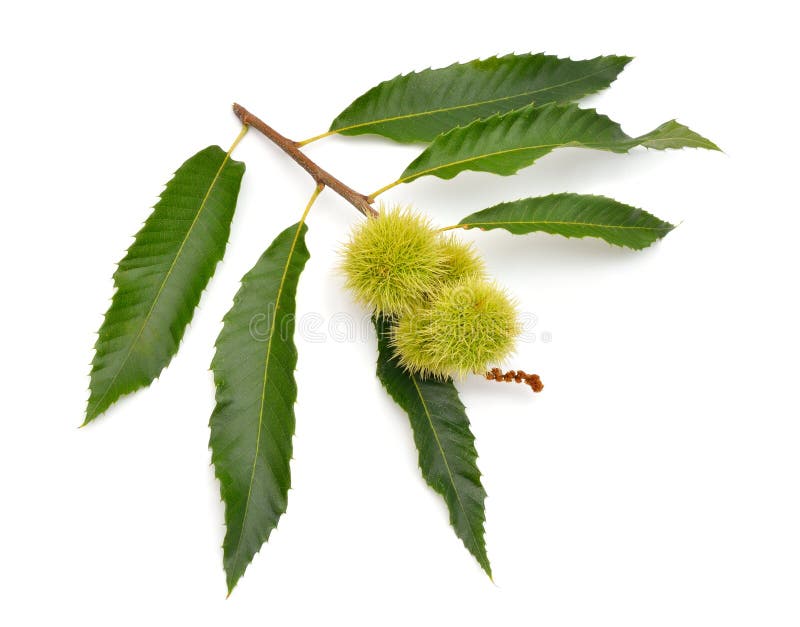 Castanea Sativa Wild Chestnut Tree with Chestnuts and Green Leaves ...