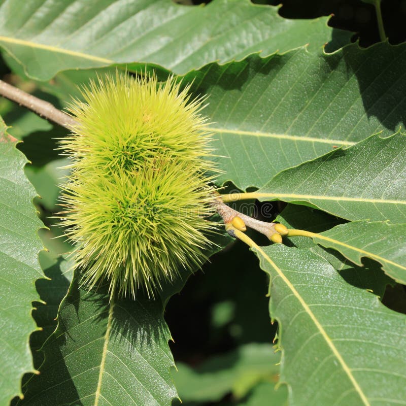 Castanea sativa stock image. Image of fruit, chestnut - 41940235