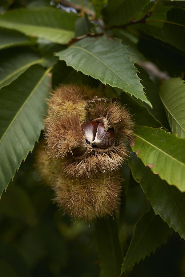 Castanea sativa tree stock image. Image of edible, environment - 111266363