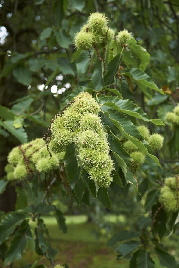 Castanea sativa tree stock photo. Image of spiny, flora - 111266418