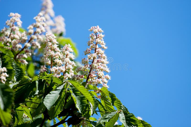 Floradas Ou Castanheiras Comuns Castanha-do-cavalo Foto de Stock ...