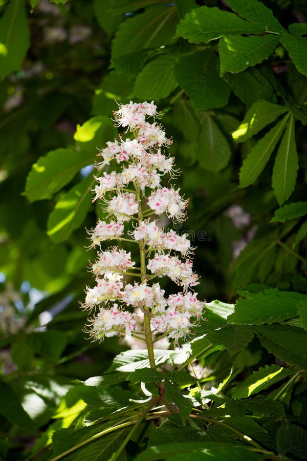 Castanha da flor imagem de stock. Imagem de beleza, ensolarado - 54687819