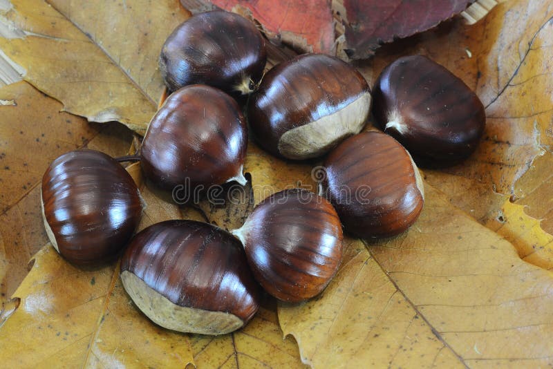 Castanhas foto de stock. Imagem de imagem, fresco, alimento - 21878444