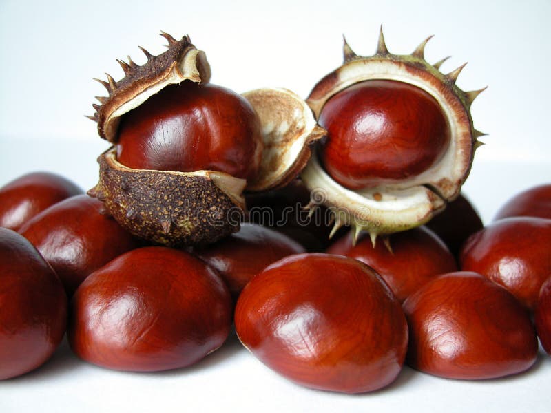 Castanhas foto de stock. Imagem de floresta, verde, picada - 54674