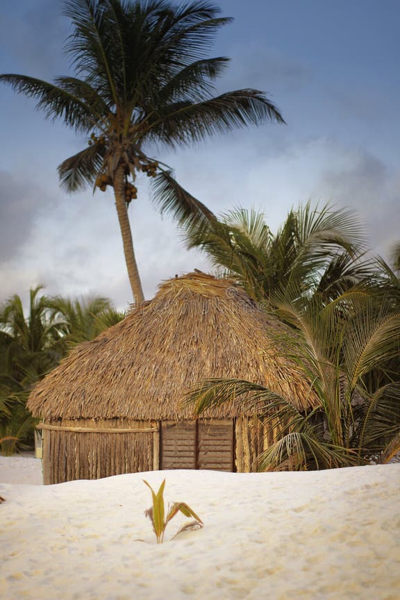 Straw and Wicker Beach Hut with Palm Tree Stock Image - Image of straw ...