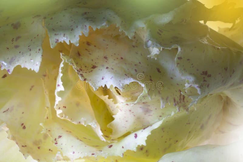 Castelfranco Chicory Lightbrushed on White Stock Photo - Image of leaf ...