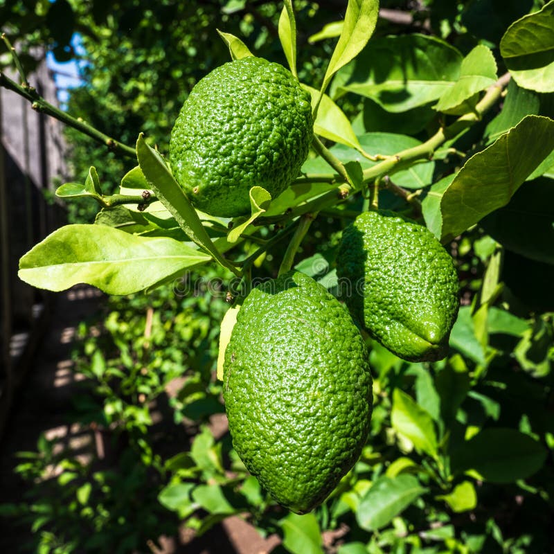 Unripe lemons on the tree stock image. Image of lime - 369937789