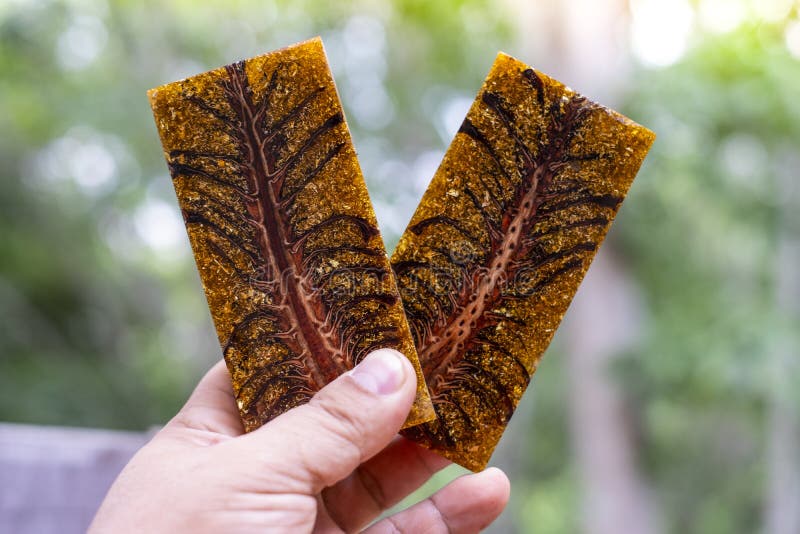 Casting Epoxy Resin Stabilizing Pine Cone Stock Photo - Image of color ...