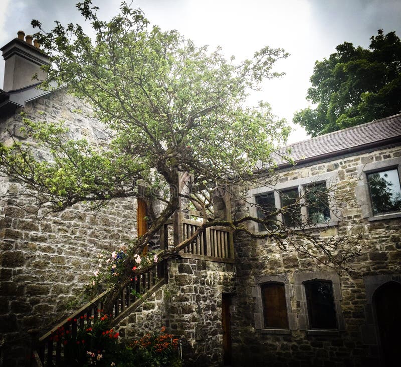Castle Courtyard with Steps and a Tree Stock Image - Image of stone ...