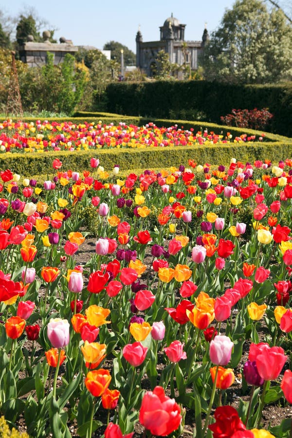 Path in a Garden among Tulips Stock Photo - Image of flora, festival ...
